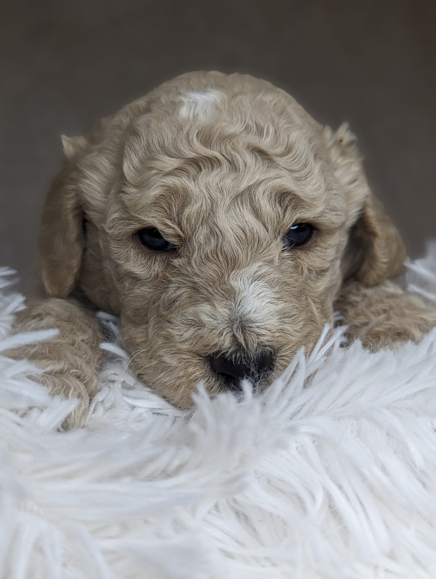 Available Puppies : Southern Utah Doodles & Poodles